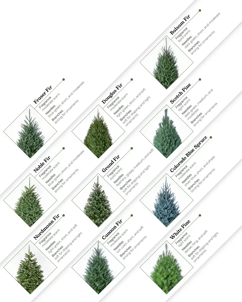 Christmas Tree Identification Our Artificial Christmas Tree Guide For